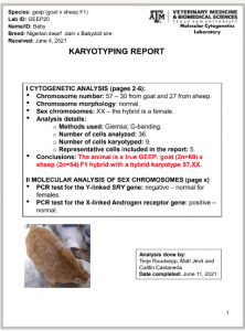 Spring Rose the Geep: a Goat-Sheep Hybrid - Goat Journal